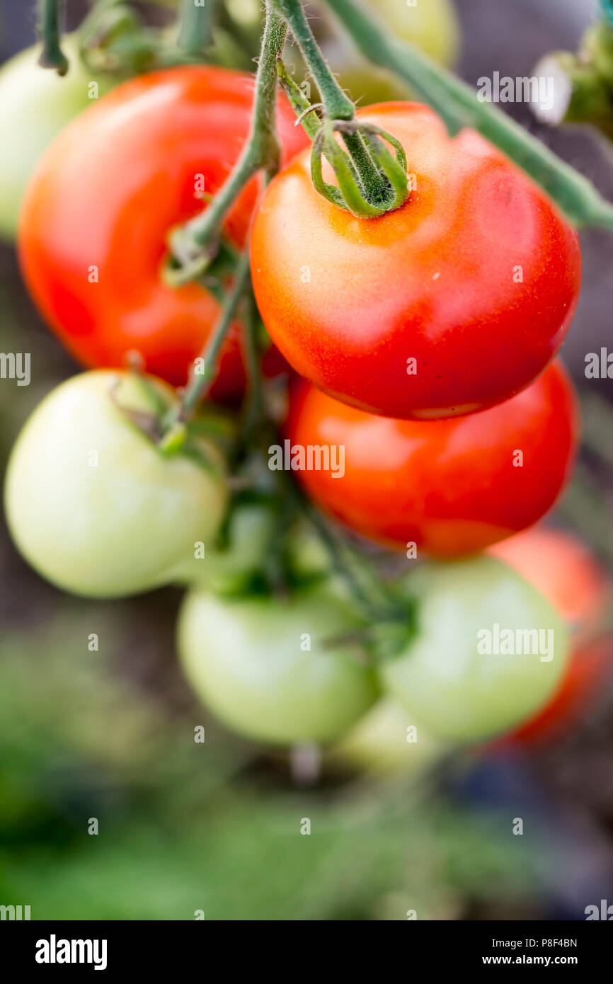 Roma tomatoes growing hi-res stock photography and images - Alamy