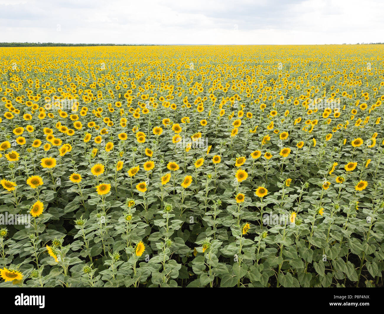 Aerial top view above sunflowers hi-res stock photography and images ...