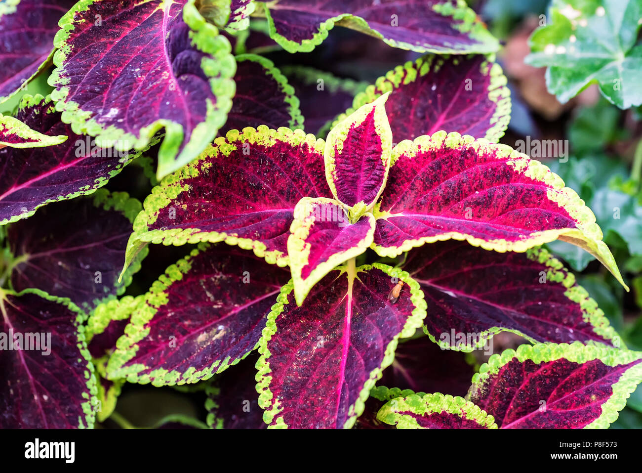 Red coleus leaves close Stock Photo - Alamy