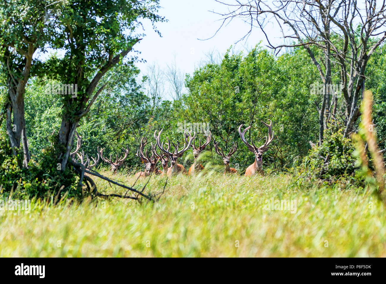 Deer farm new zealand hi-res stock photography and images - Alamy