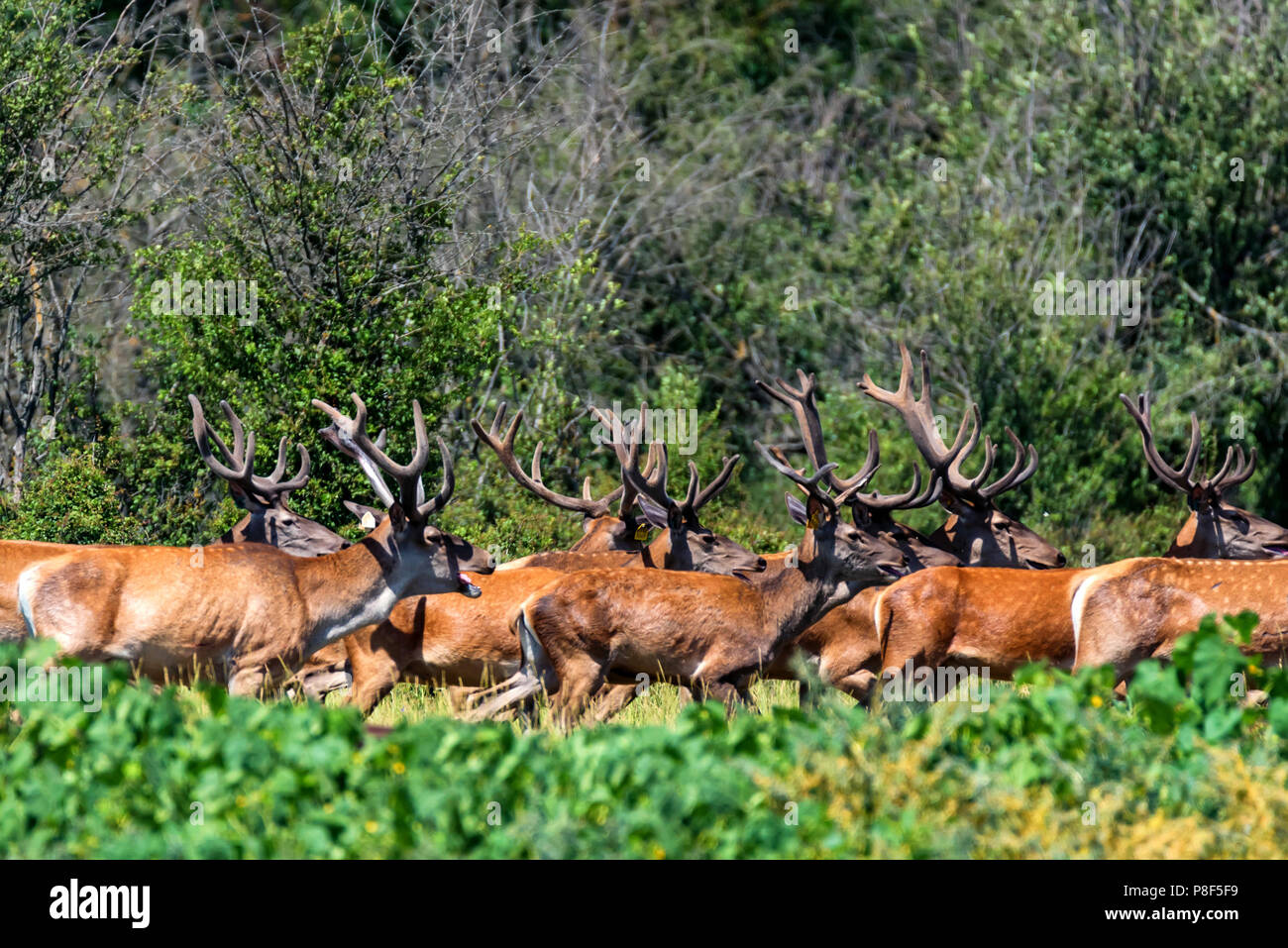 Deer farm new zealand hi-res stock photography and images - Alamy