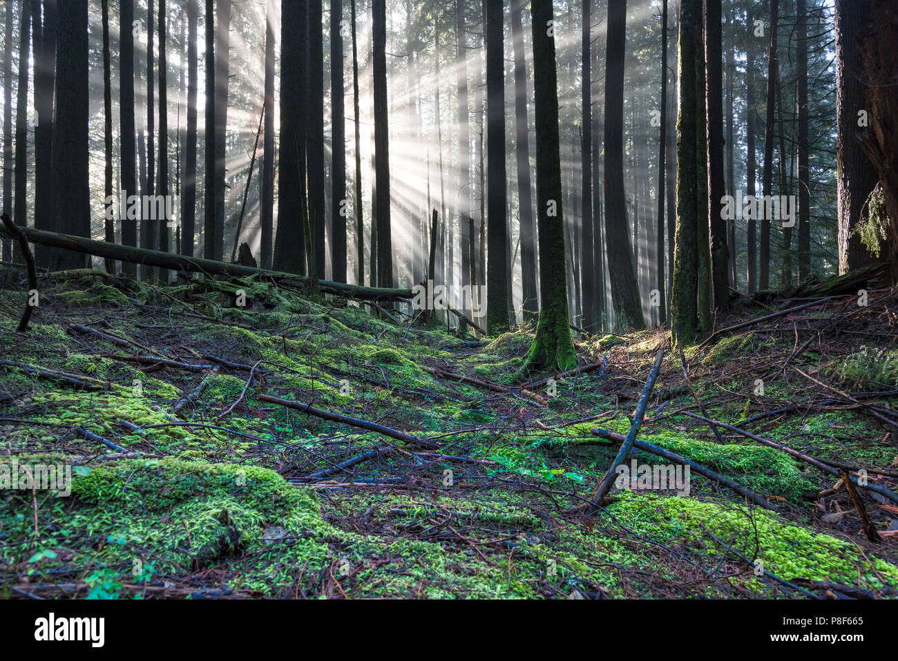 a green mossy trail leads into the forest illuminated by rays of ...
