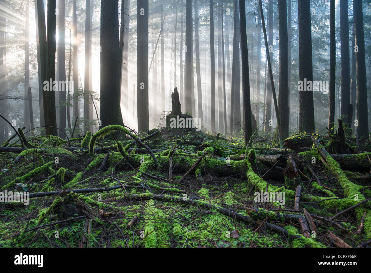 canadian rainforest illuminated by sunlight filtering through douglas ...