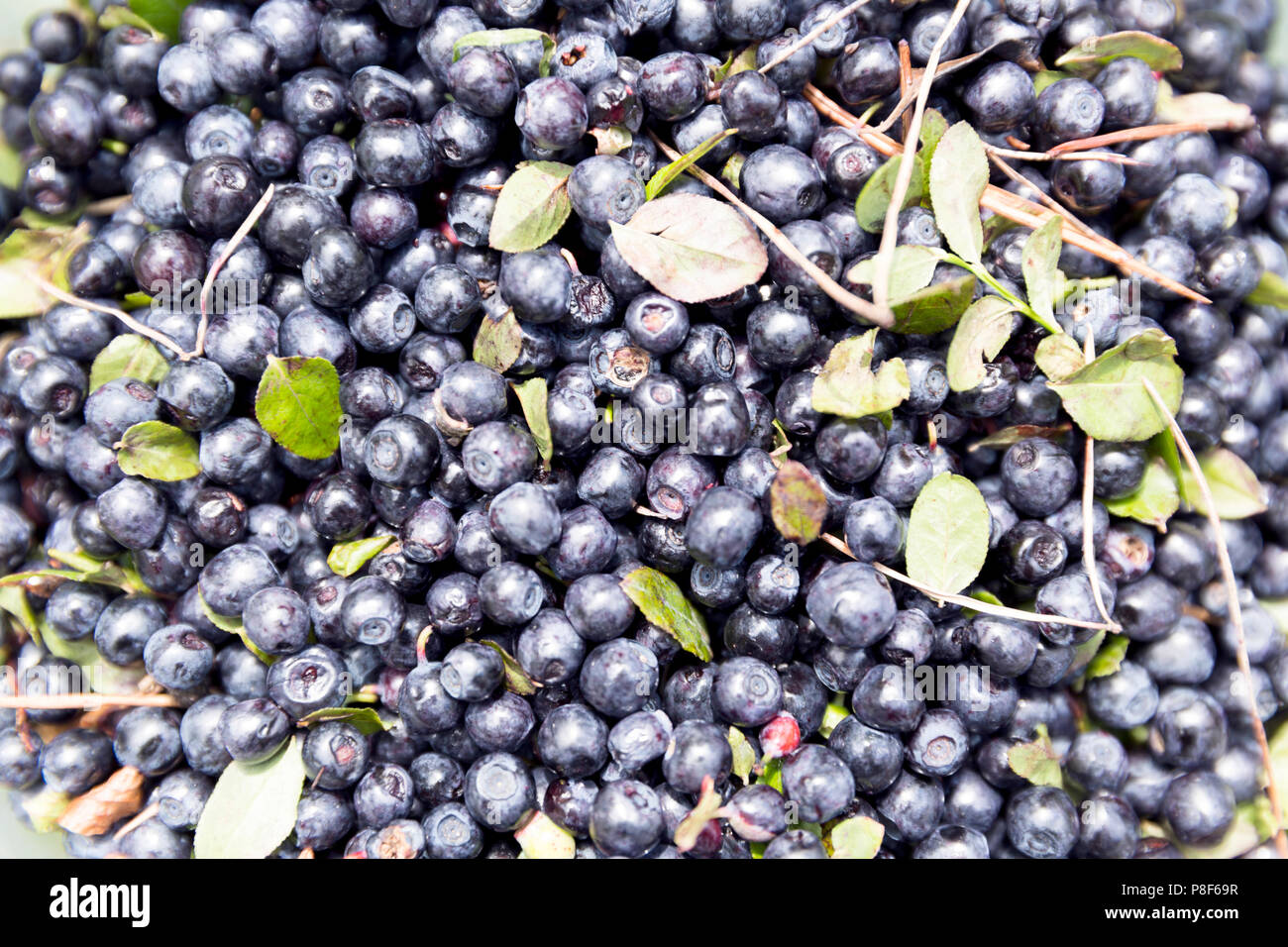 Fresh forest blueberry texture hi-res stock photography and images - Alamy