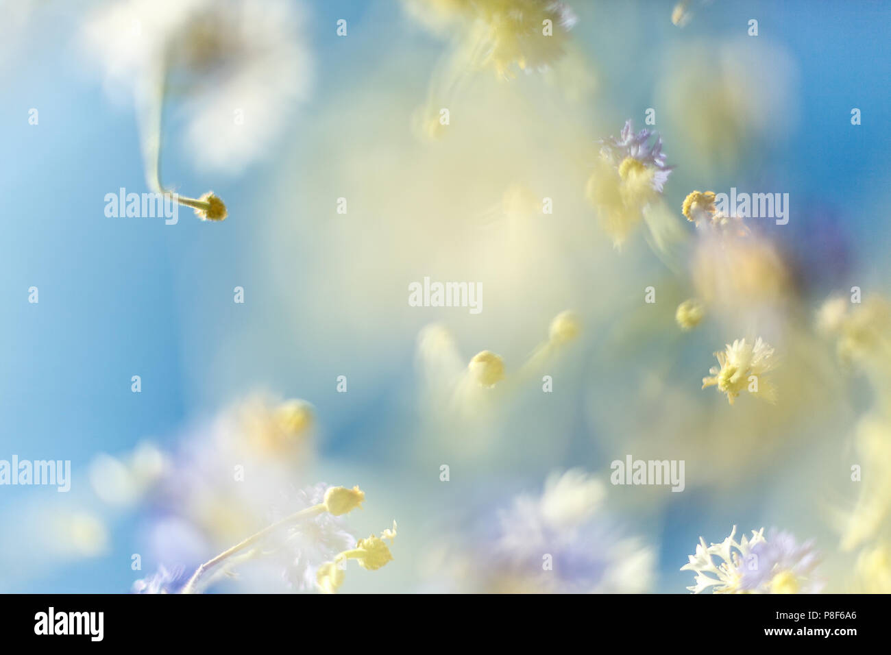 Sky flower hi-res stock photography and images - Alamy