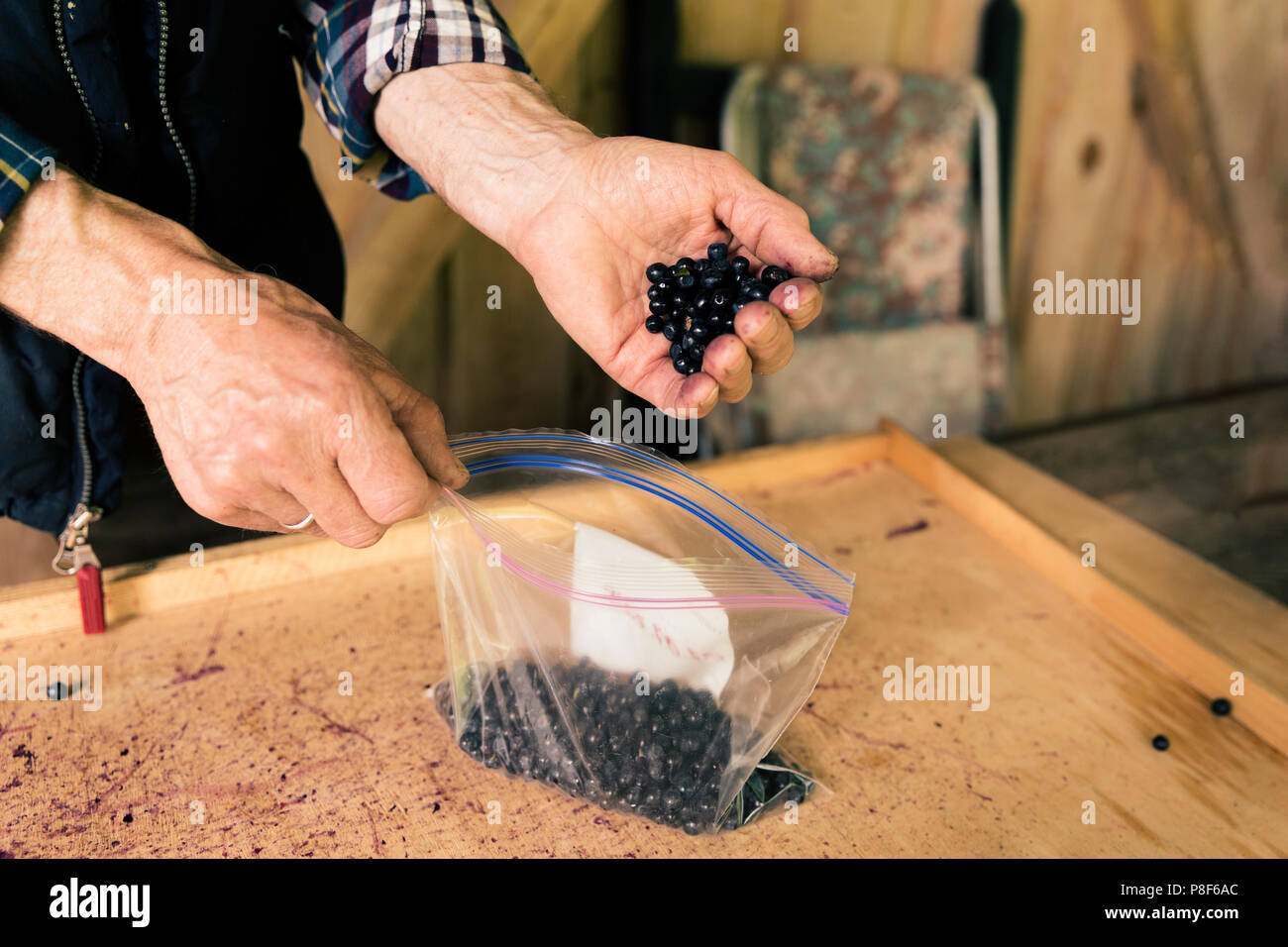 Farmer putting freshly harvested blueberries into plastic bag to freeze ...
