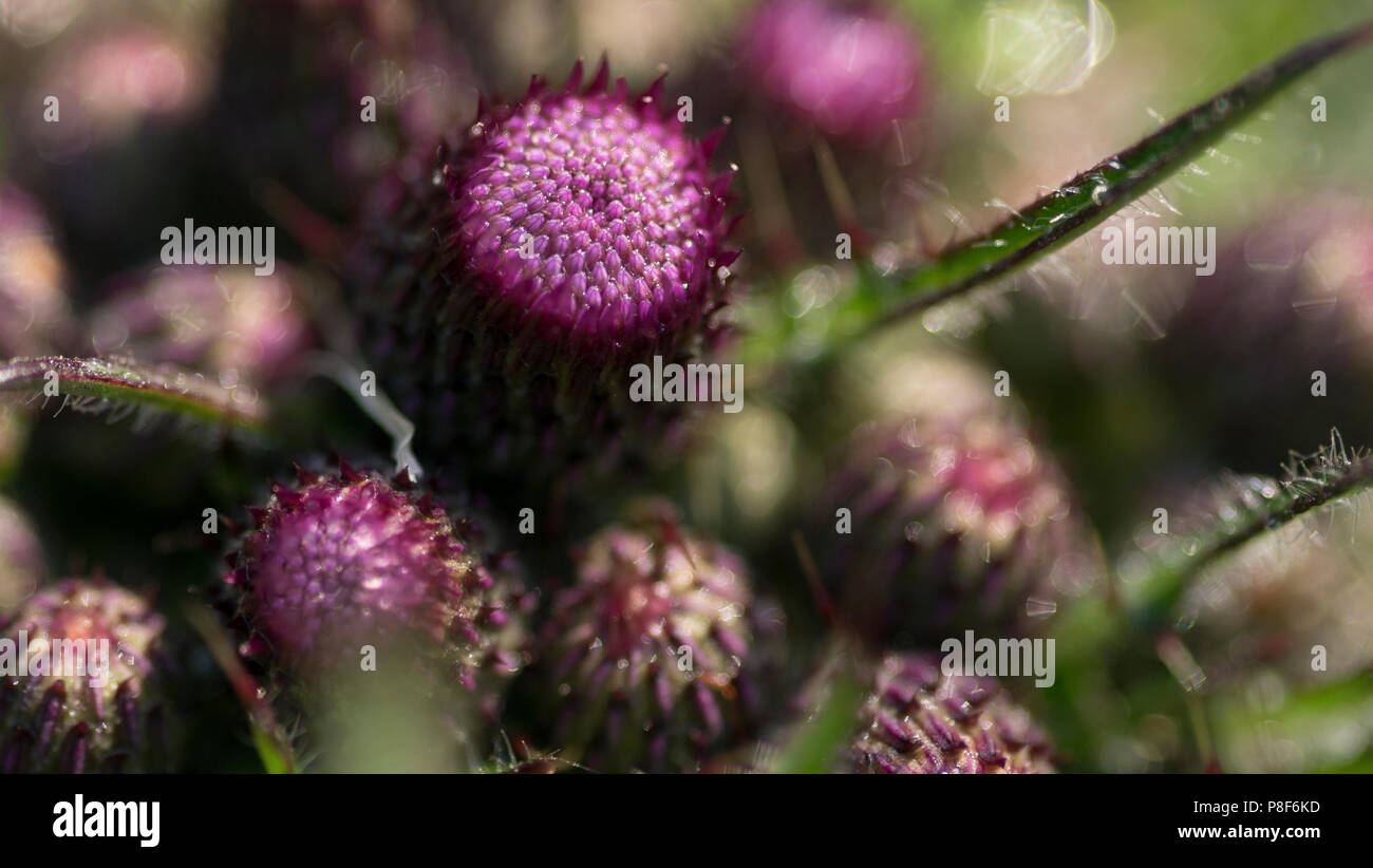 A blooming marsh thistle (Cirsium Palustre) in spring UK Stock Photo ...