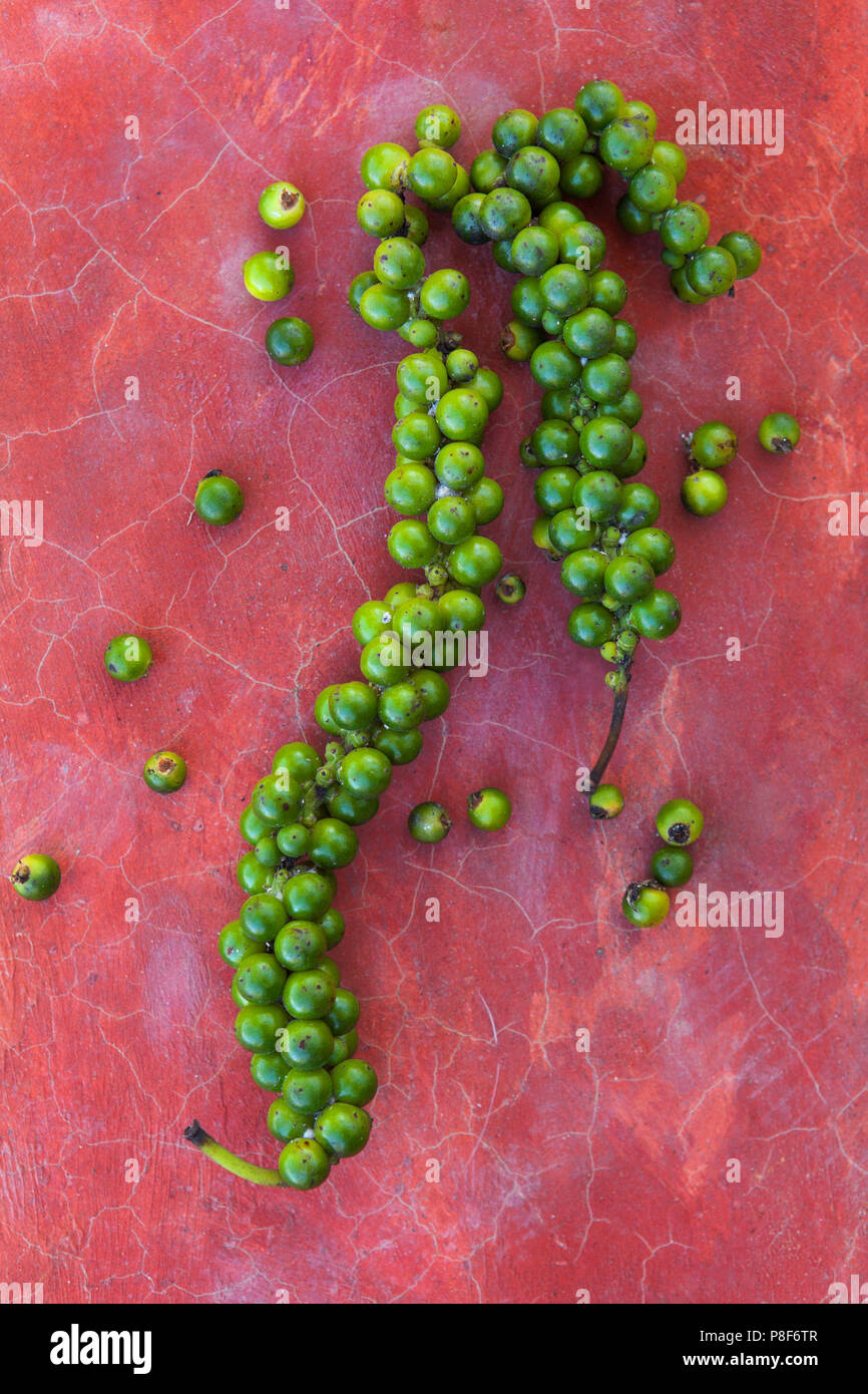 Green fresh peppercorn bunch from above drying on sun Stock Photo - Alamy