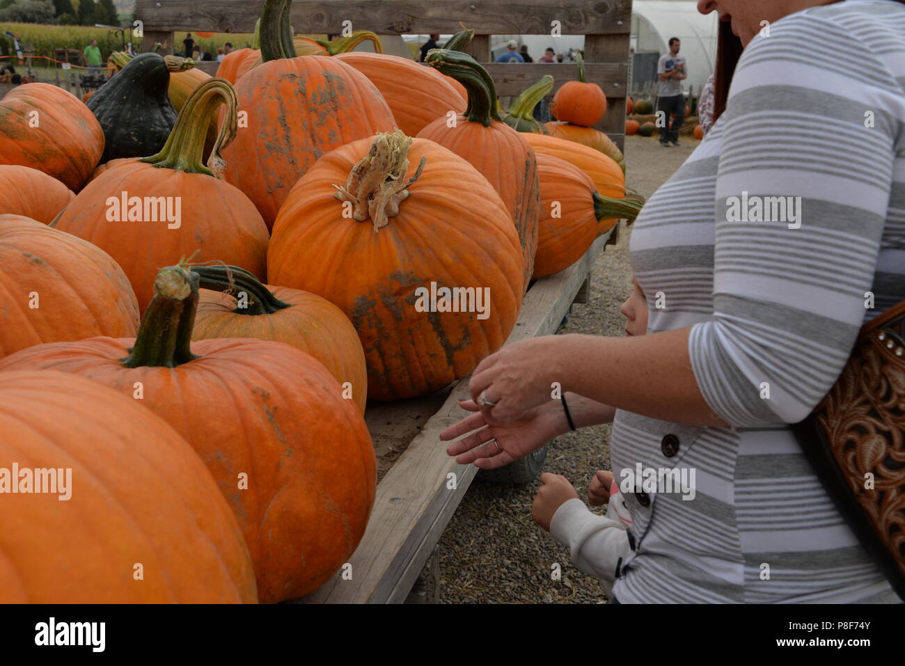 Picking fresh pumpkins at farmers market at fall festival Stock Photo ...