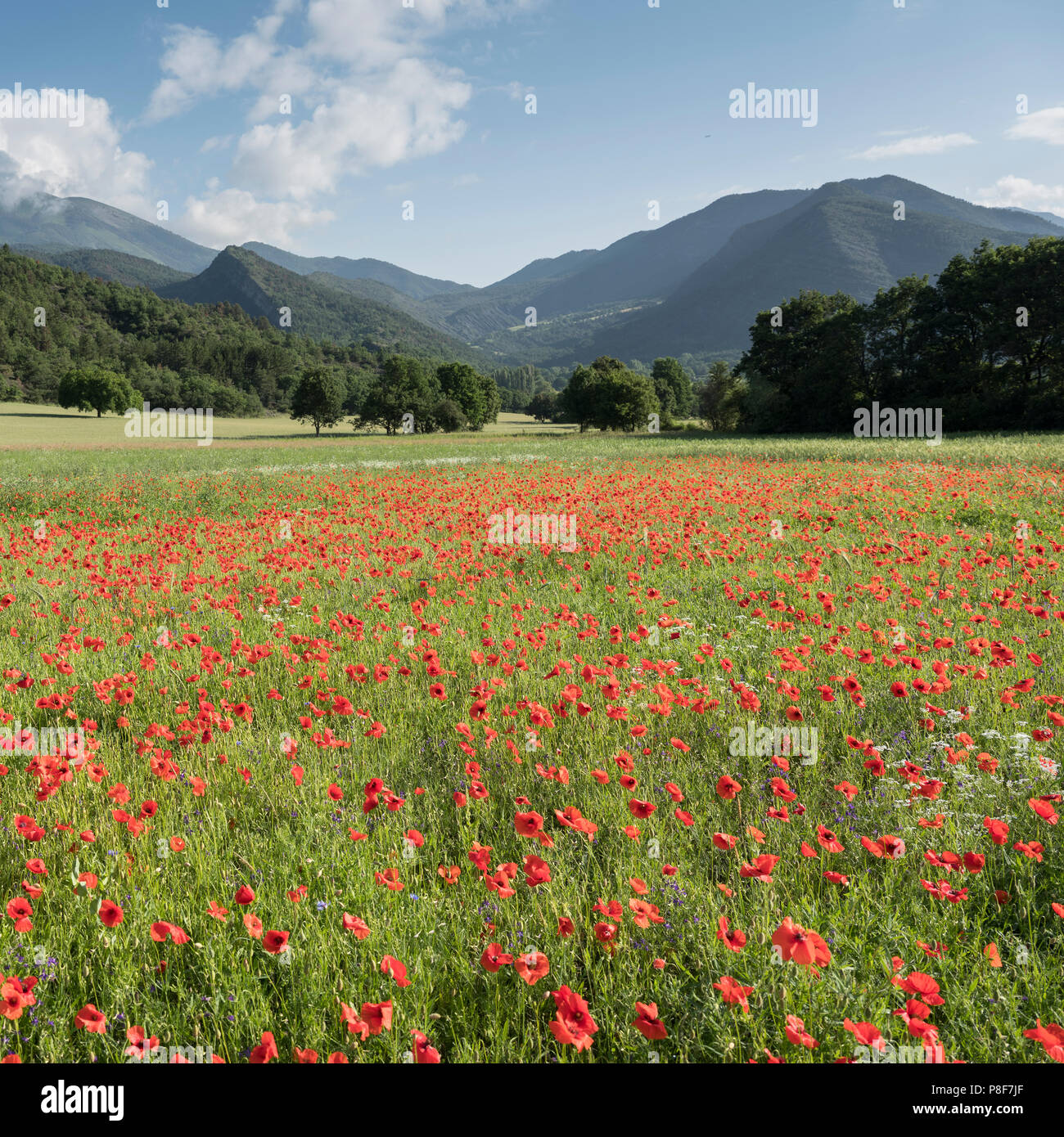 summer fields with red poppies in the french provence countryside and ...