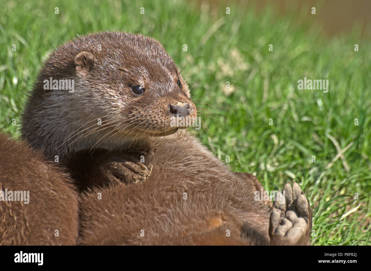BRITISH OTTER Lutra Lutra Stock Photo - Alamy
