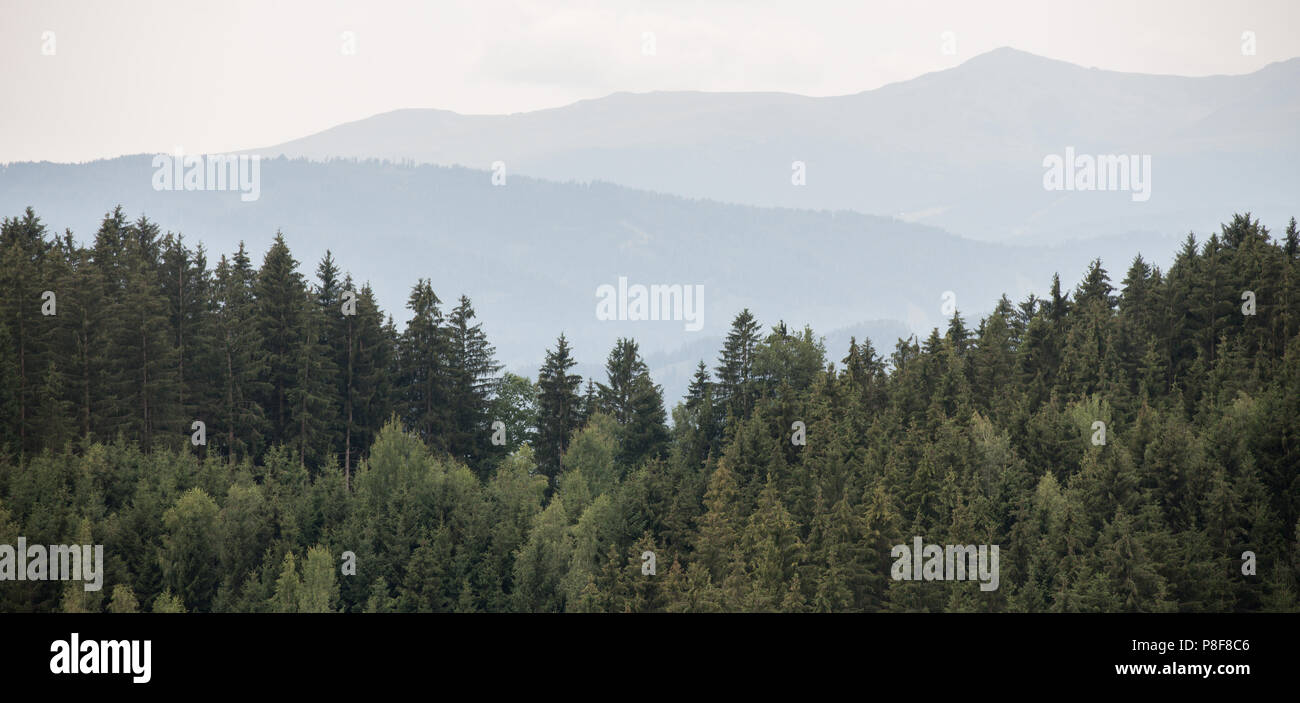 Beautiful panoramic evergreen coniferous forest - Firs, larches ...