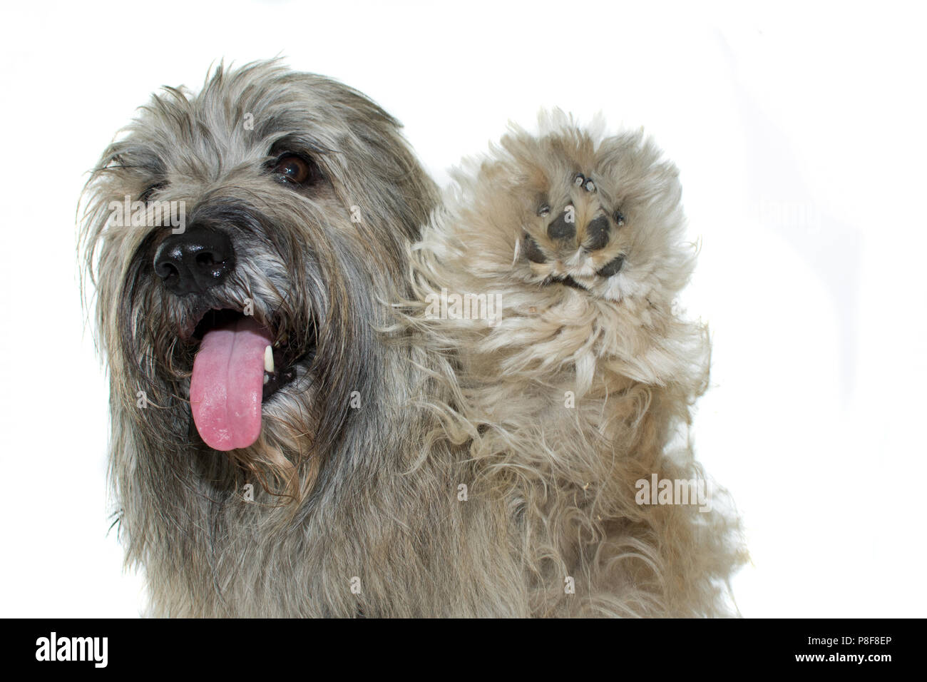 CUTE CATALAN SHEPHERD DOG RAISE PAW ISOLATED ON WHITE BACKGROUND Stock ...