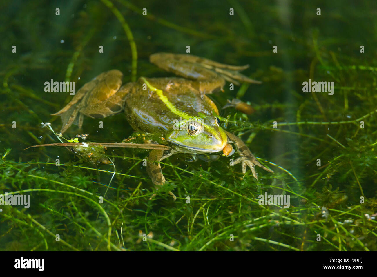 Green tree frog in wildlife Stock Photo - Alamy