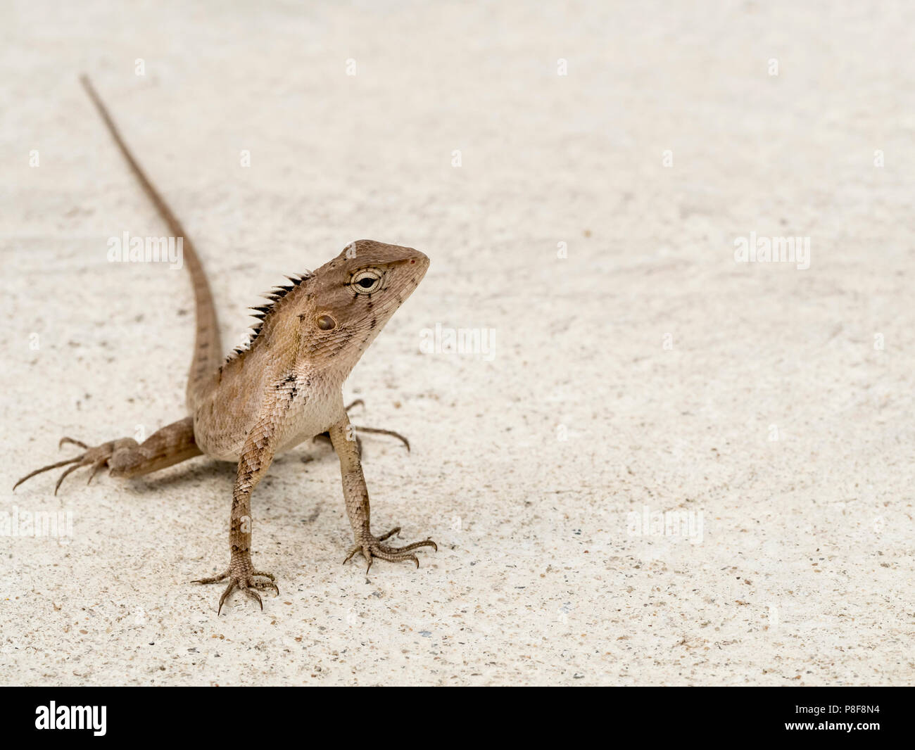 Tropical yellow brown lizards hi-res stock photography and images - Alamy