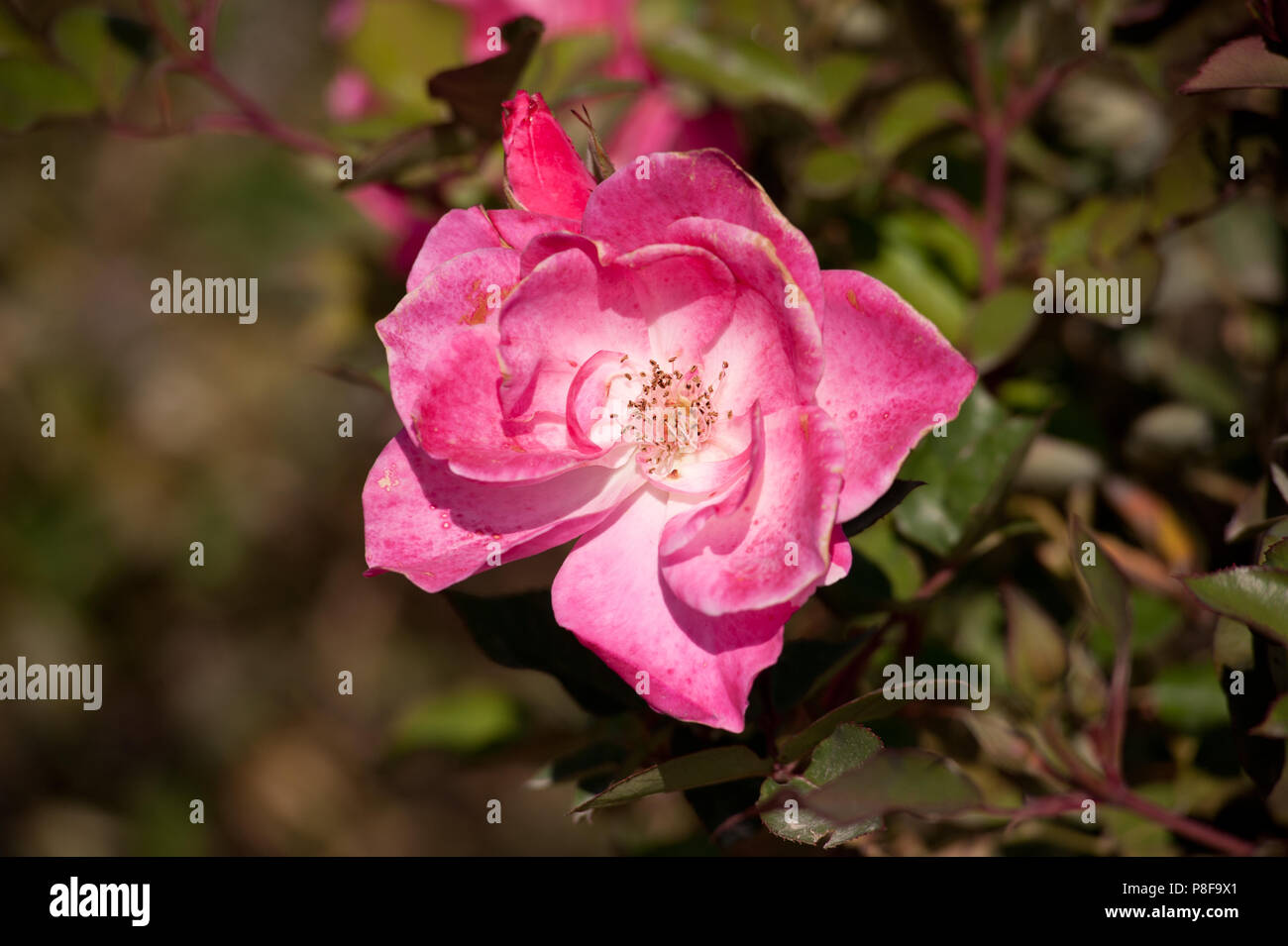 a rose flower Stock Photo - Alamy