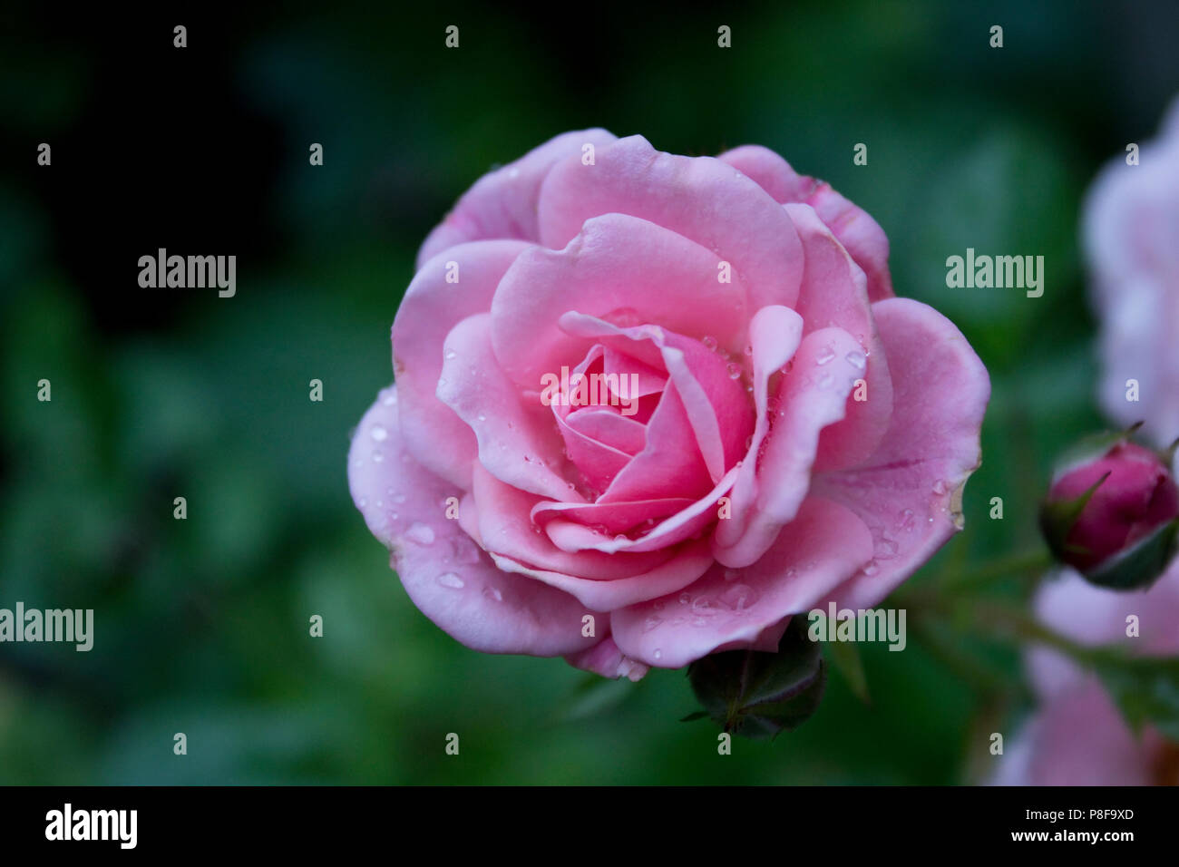 Pretty Polly Pink Patio Rose Stock Photo - Alamy