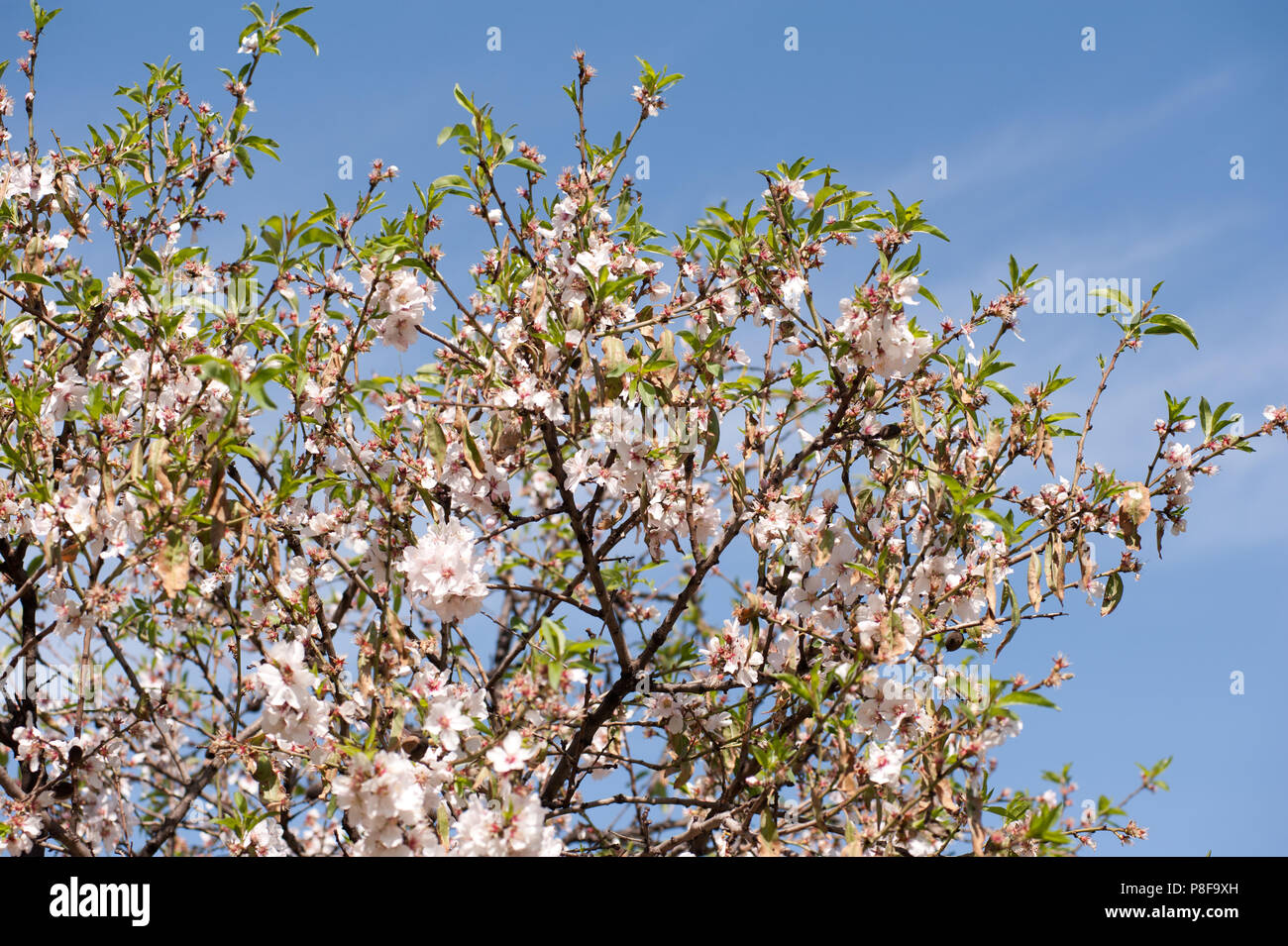 Rash tree hi-res stock photography and images - Alamy