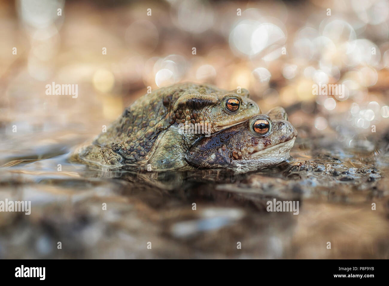 Bufo bufo - Common toad Stock Photo - Alamy