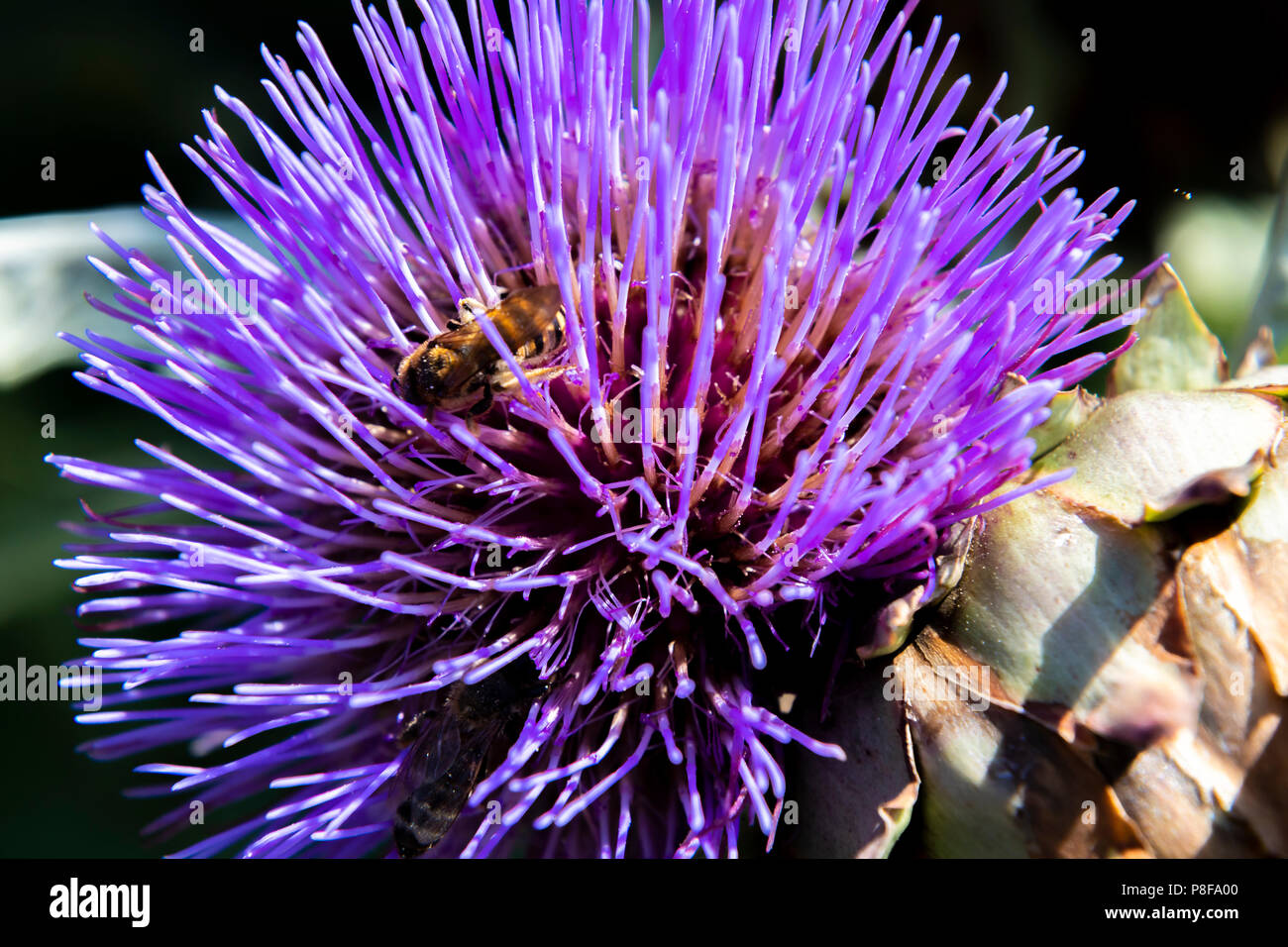 Purple spine hi-res stock photography and images - Alamy