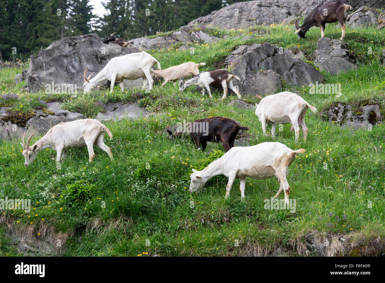 Wild Goats Roaming Free on a Hillside near Les Lindarets in the French ...