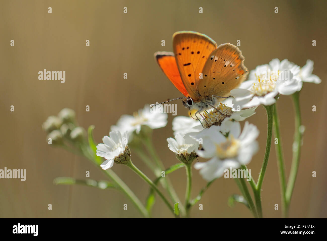 Family lycaenidae hi-res stock photography and images - Alamy