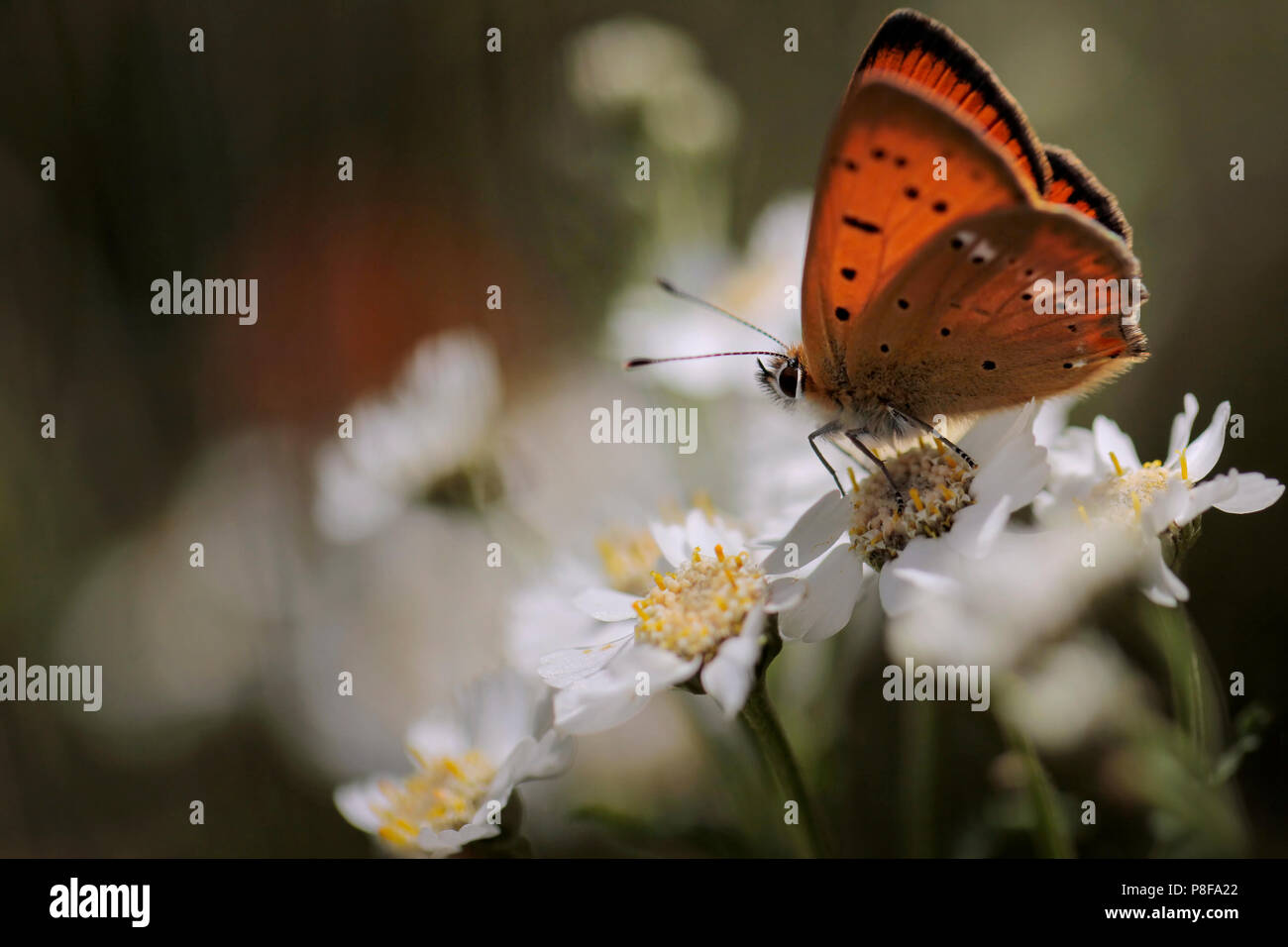 scarce copper (Lycaena virgaureae) is a butterfly of the family ...