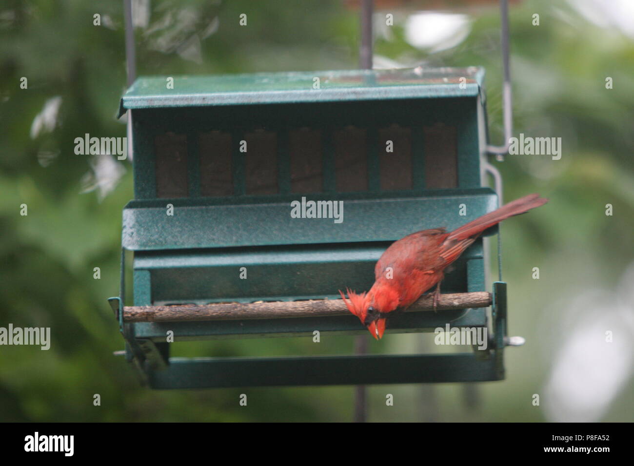Enjoying the Bright Red Color of the Male Cardinal Bird Stock Photo - Alamy