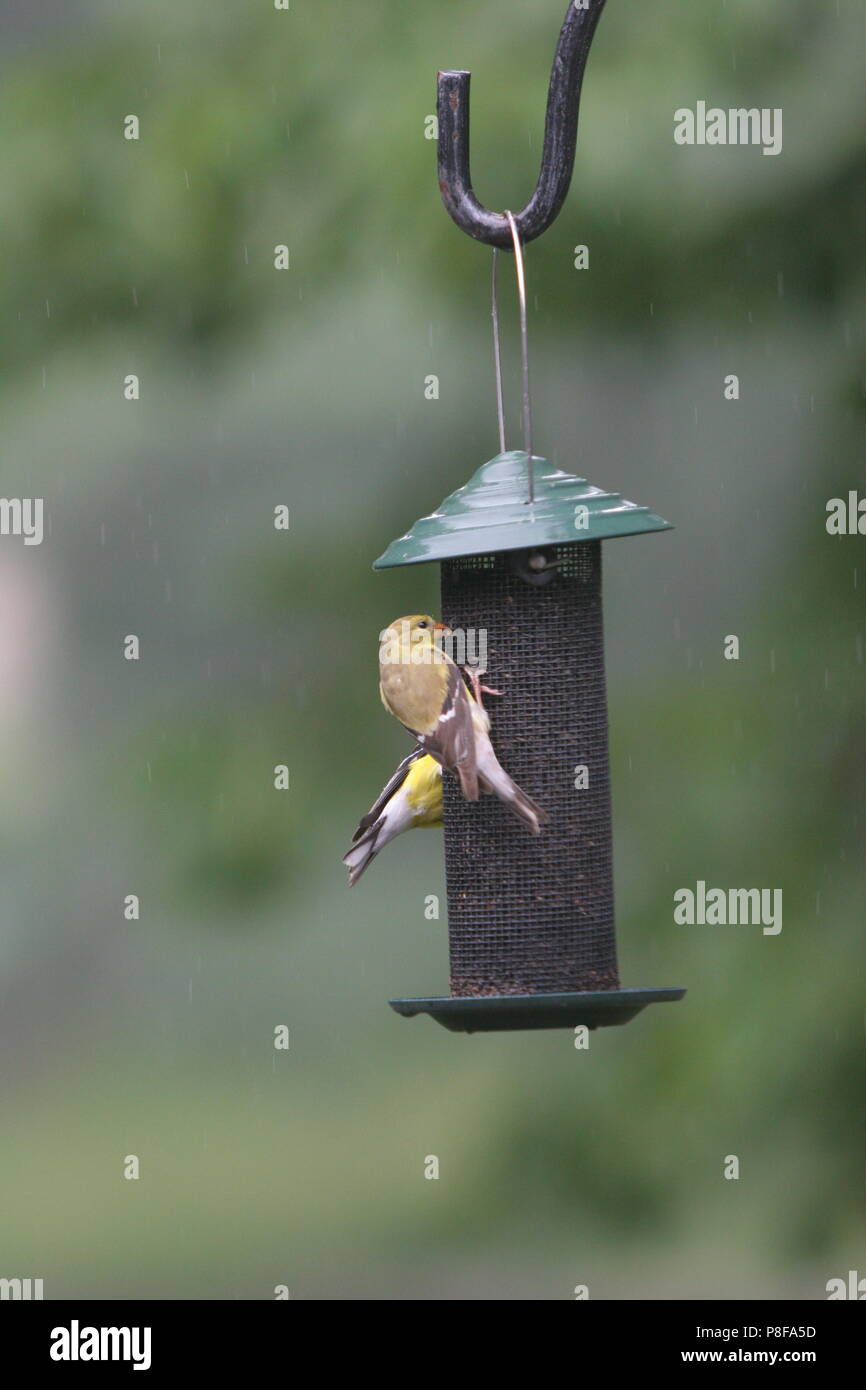 The bright Yellow Color of the American Goldfinch Stock Photo - Alamy