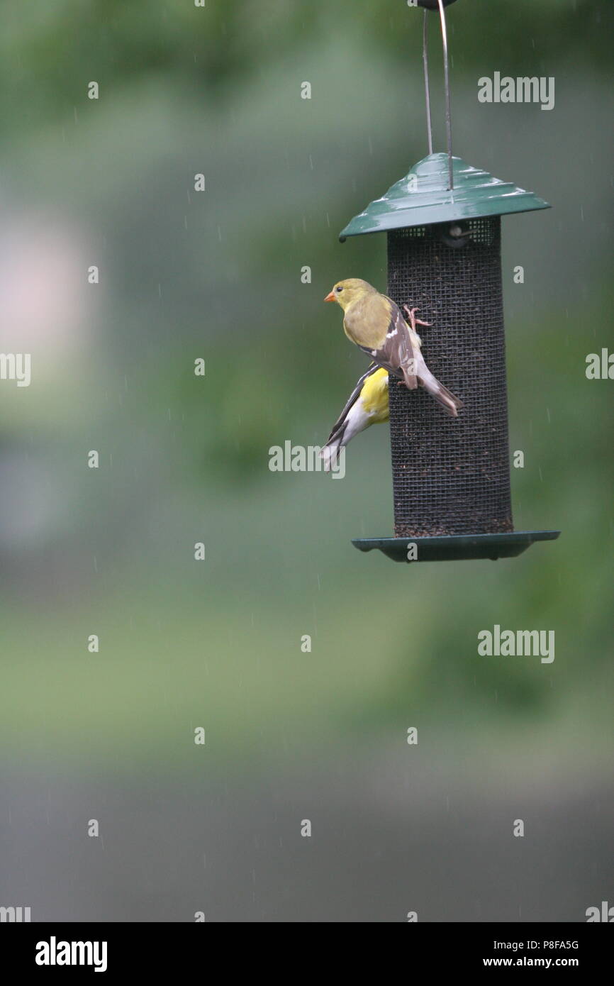 The bright Yellow Color of the American Goldfinch Stock Photo - Alamy