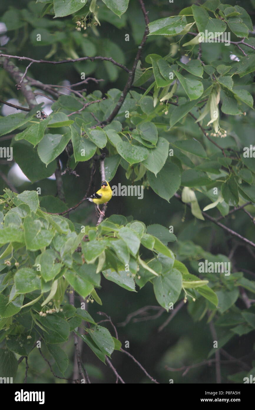 The bright Yellow Color of the American Goldfinch Stock Photo - Alamy