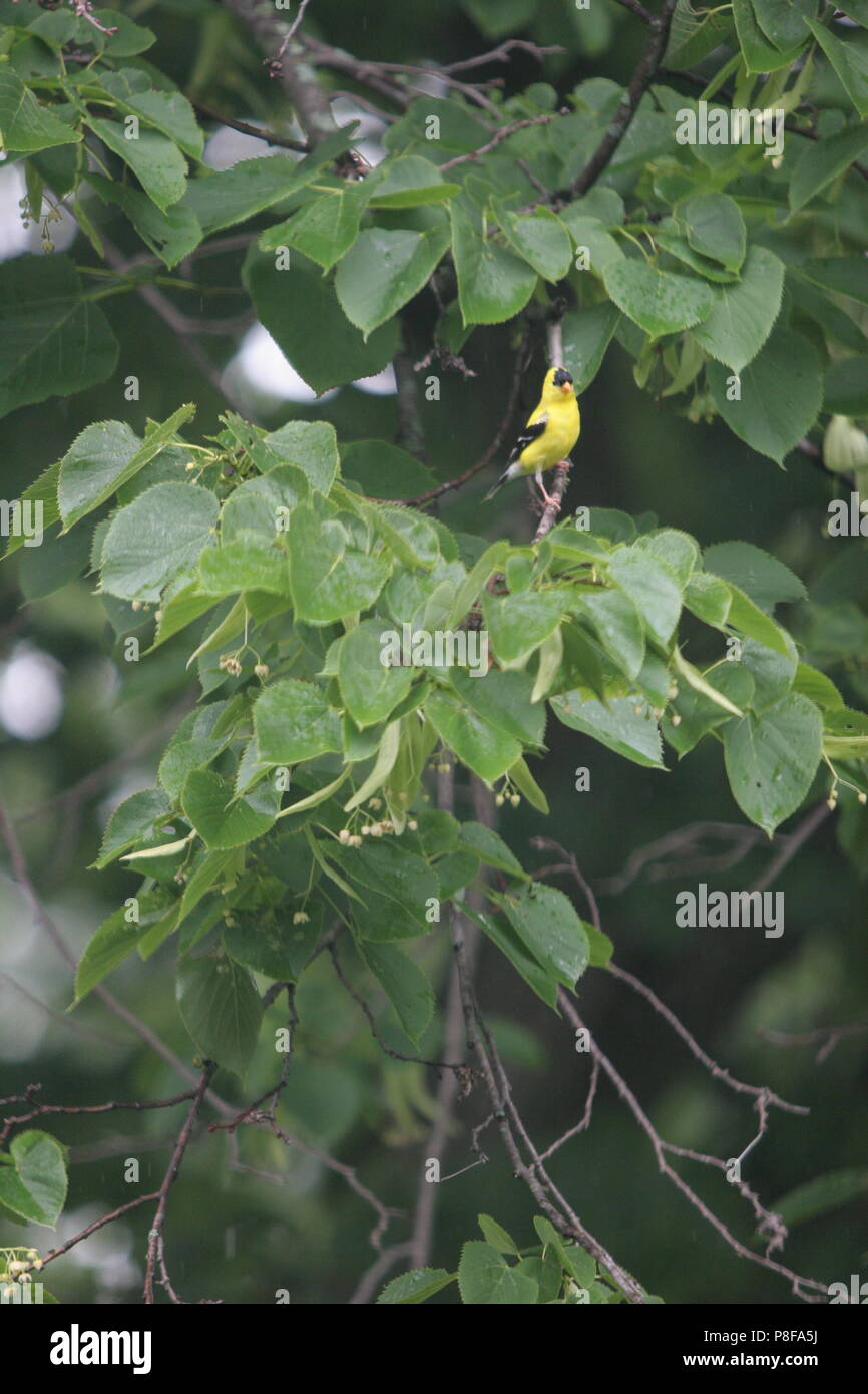The bright Yellow Color of the American Goldfinch Stock Photo - Alamy