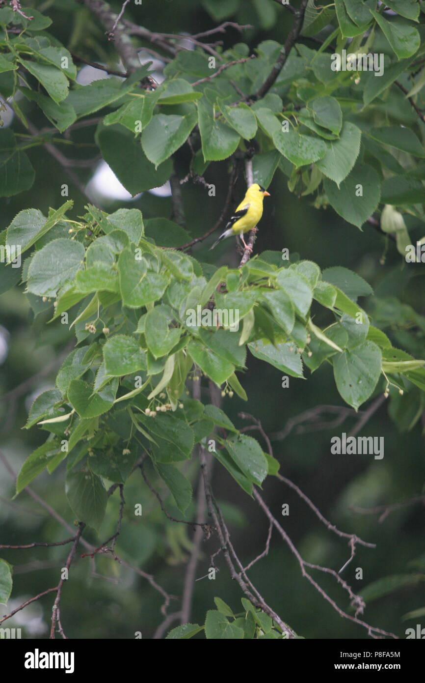The bright Yellow Color of the American Goldfinch Stock Photo - Alamy