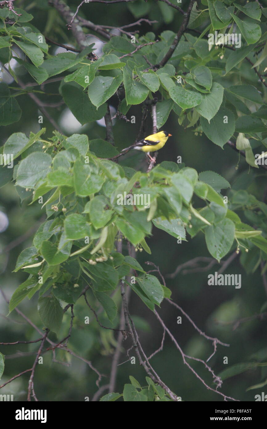 The bright Yellow Color of the American Goldfinch Stock Photo - Alamy