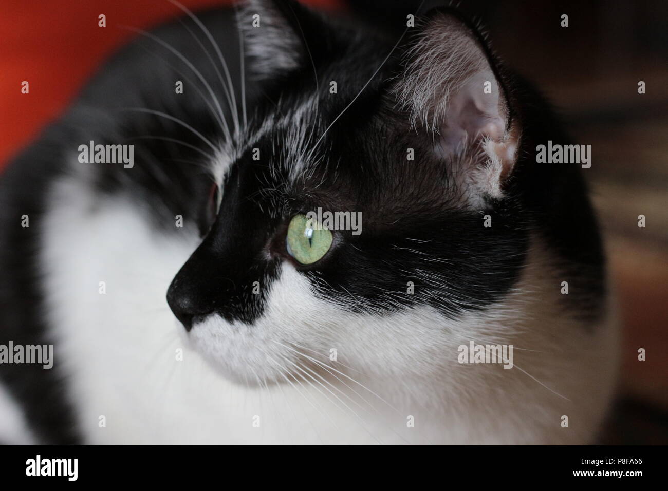 Cats hunt hi-res stock photography and images - Alamy