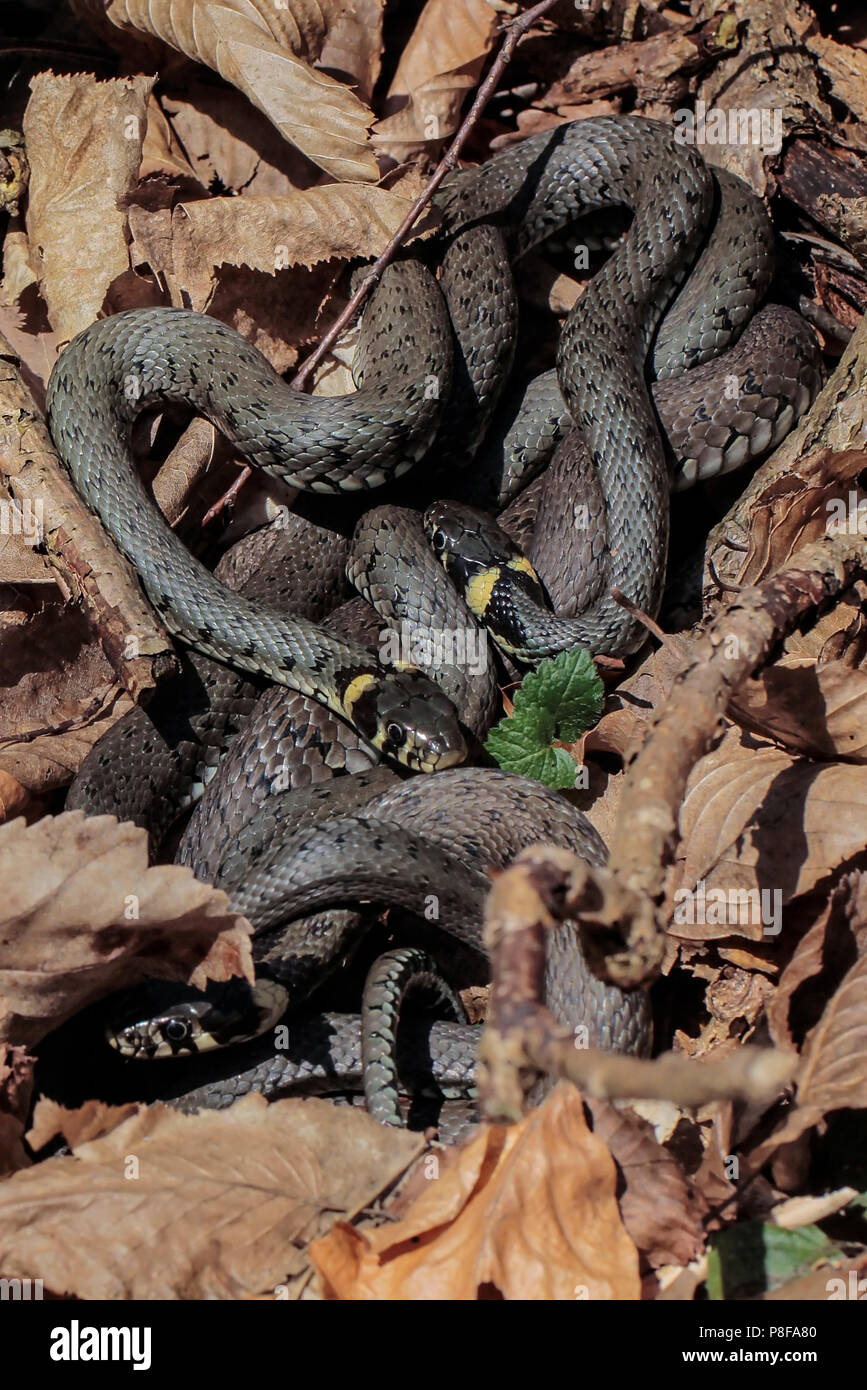 Snakes mating hi-res stock photography and images - Alamy