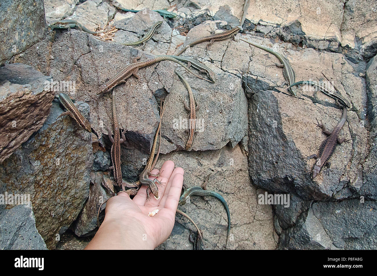 Many colorful wild lizards on natural rocks. Few reptiles are taking ...