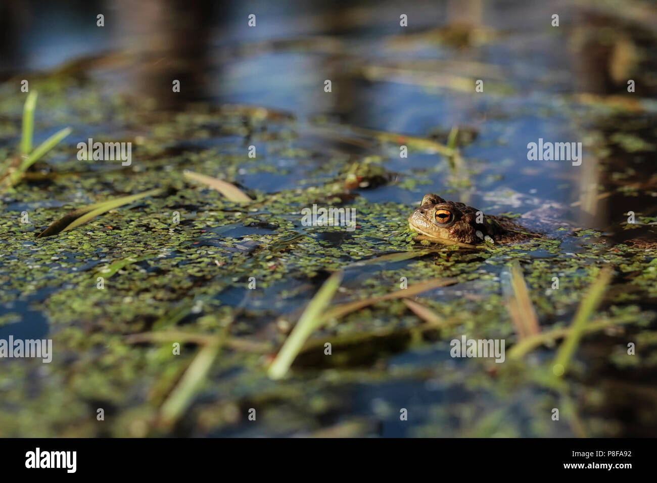 Bufo bufo - Common toad Stock Photo - Alamy