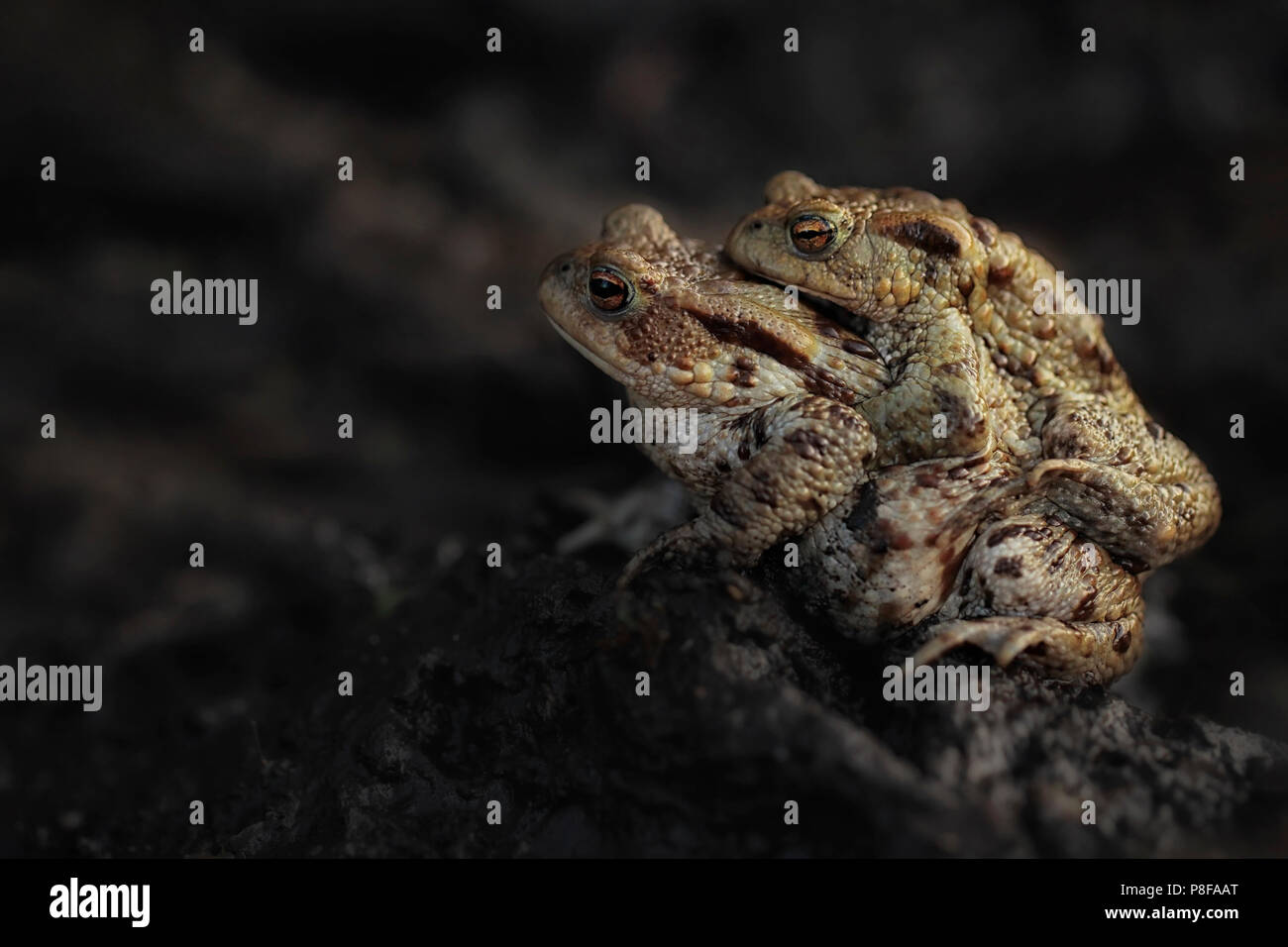 Bufo bufo - Common toad Stock Photo - Alamy