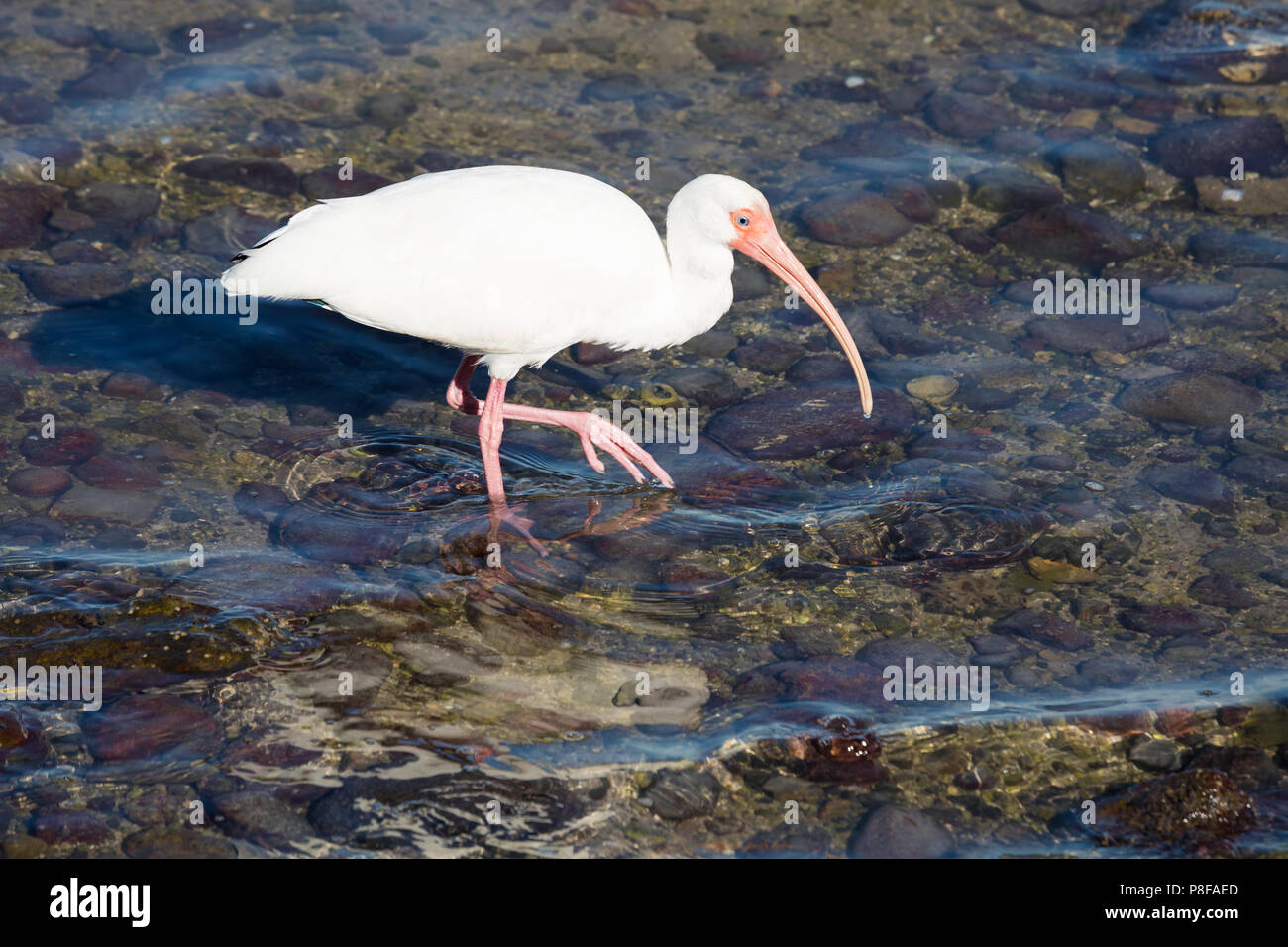 White ibis looking food hi-res stock photography and images - Alamy