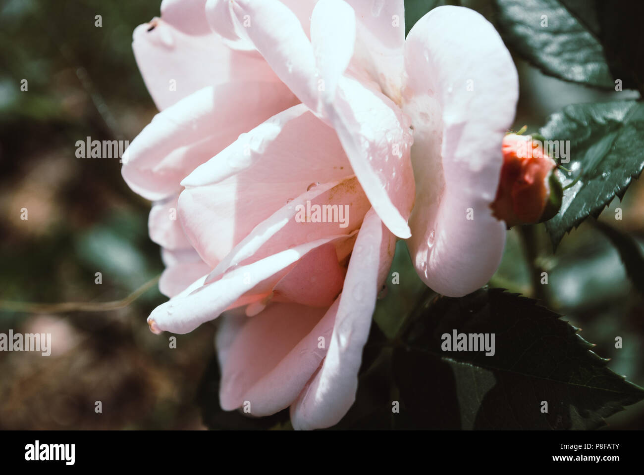 White rose with pink tinge hi-res stock photography and images - Alamy