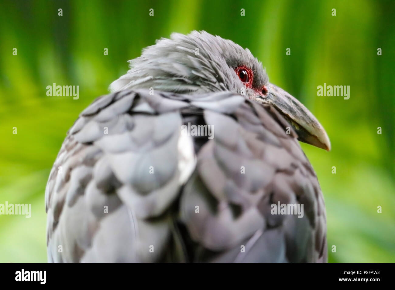 Large backside hi-res stock photography and images - Alamy