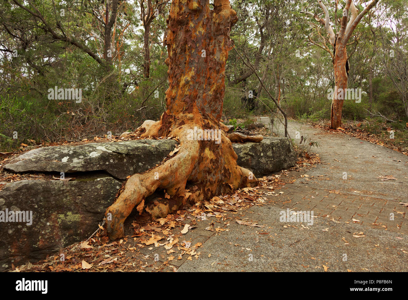 Plane tree growing over a huge rock on the side of a walk in royal ...