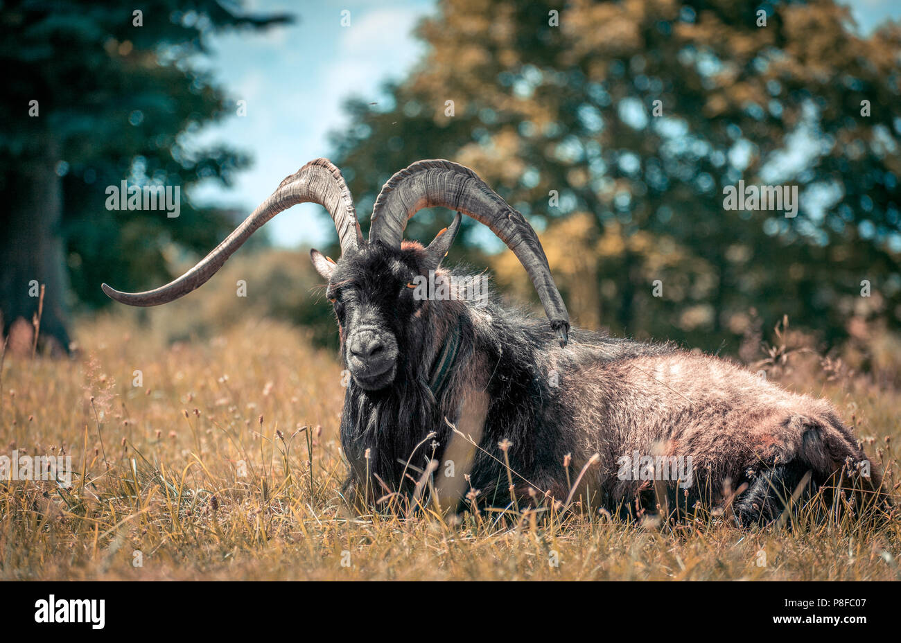 Goat long horns hi-res stock photography and images - Alamy