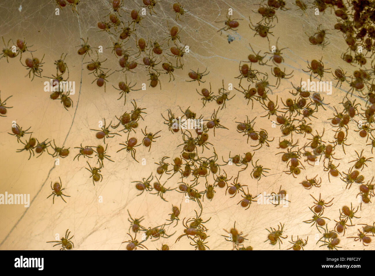 Group of spider hi-res stock photography and images - Alamy