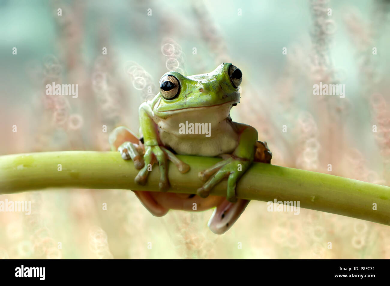 Portrait of a dumpy tree frog on a plant Stock Photo - Alamy