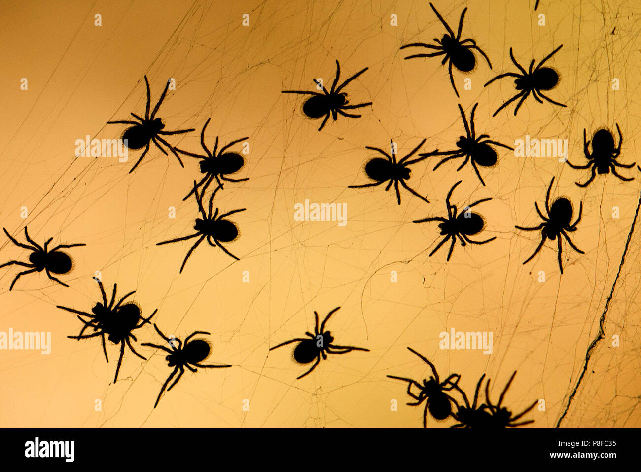 A cluster of spiderlings Stock Photo - Alamy