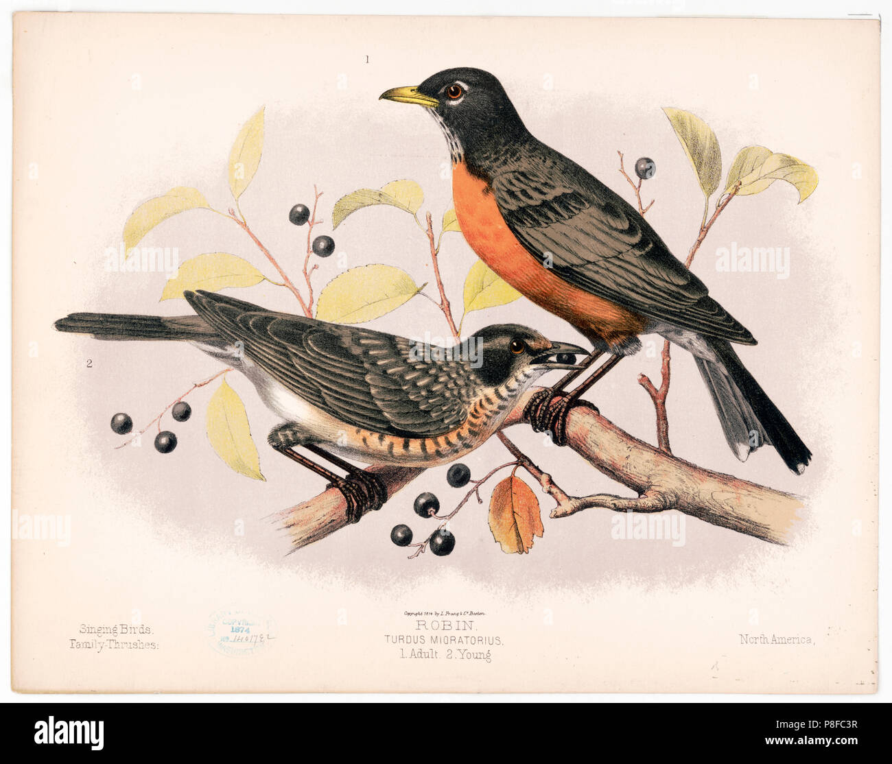 1 2 length profile hi-res stock photography and images - Alamy