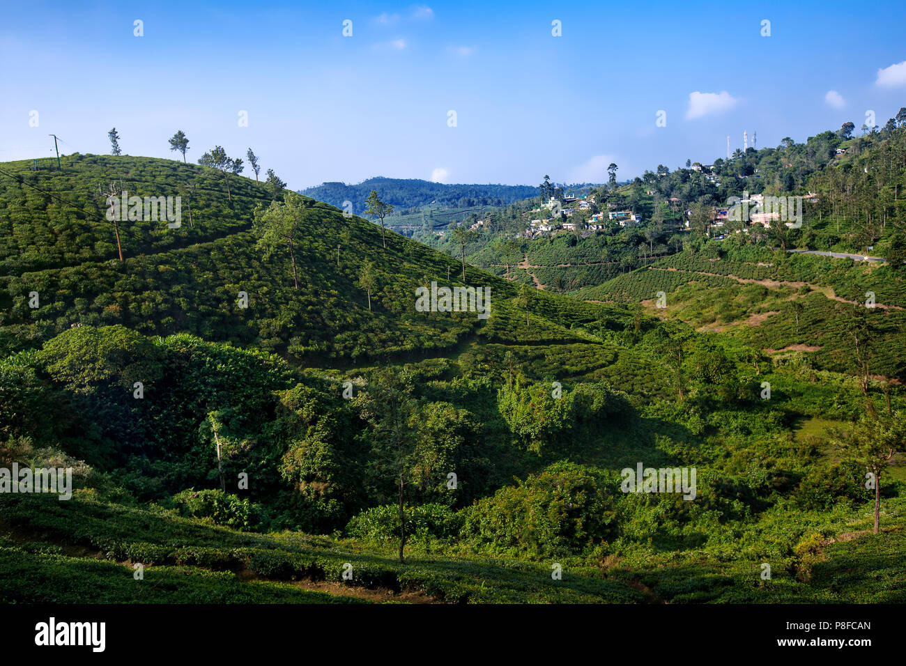 Spice Gardens and Tea Plantations, Kumily, Thekkady, Kerala, India ...
