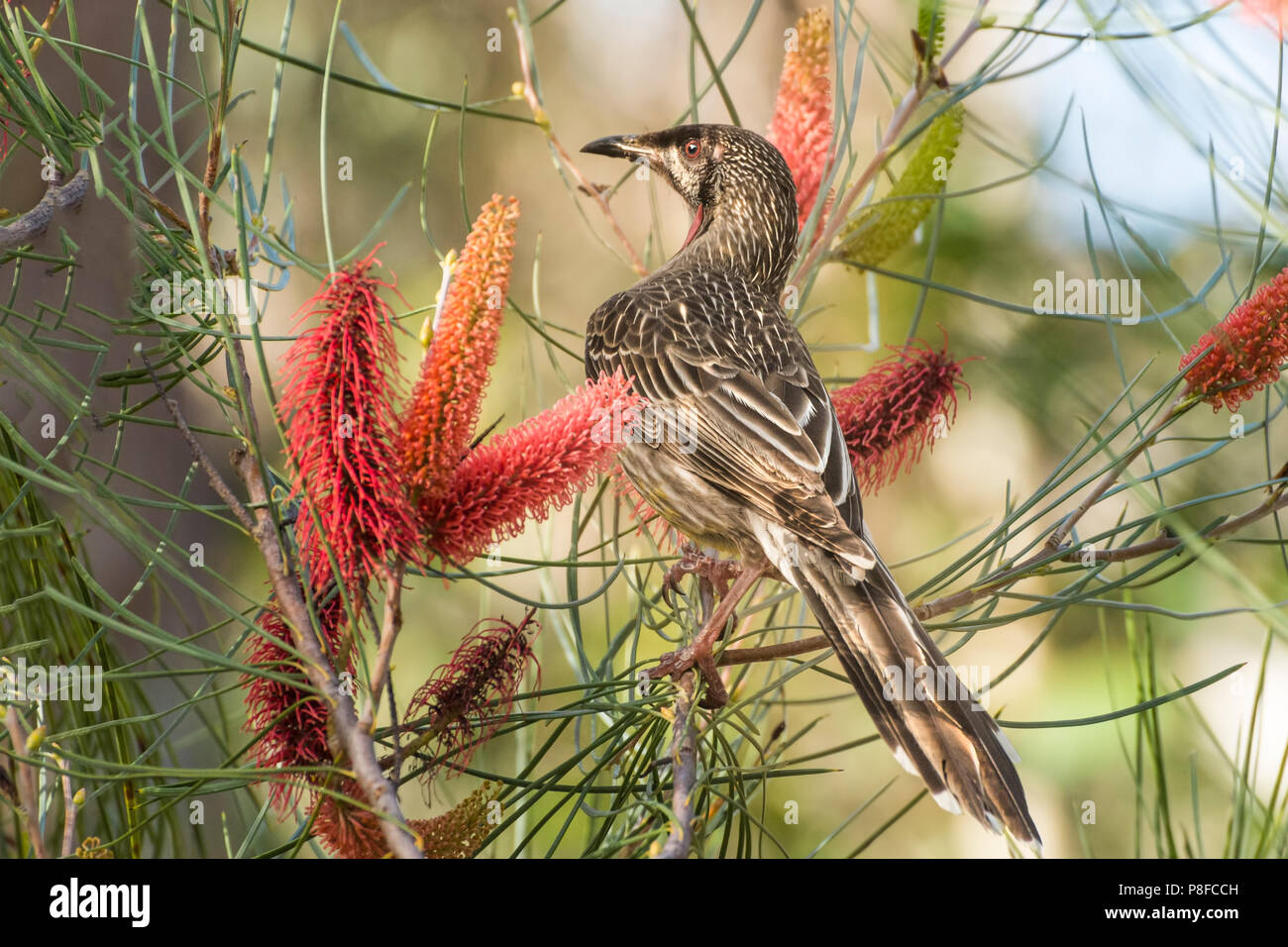 Wattlebird hi-res stock photography and images - Alamy